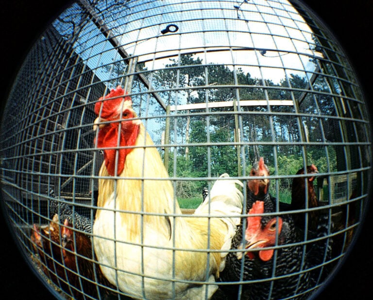 Bird Cage Screen Enclosures: Why They're Perfect for Homes - 2H Rescreening