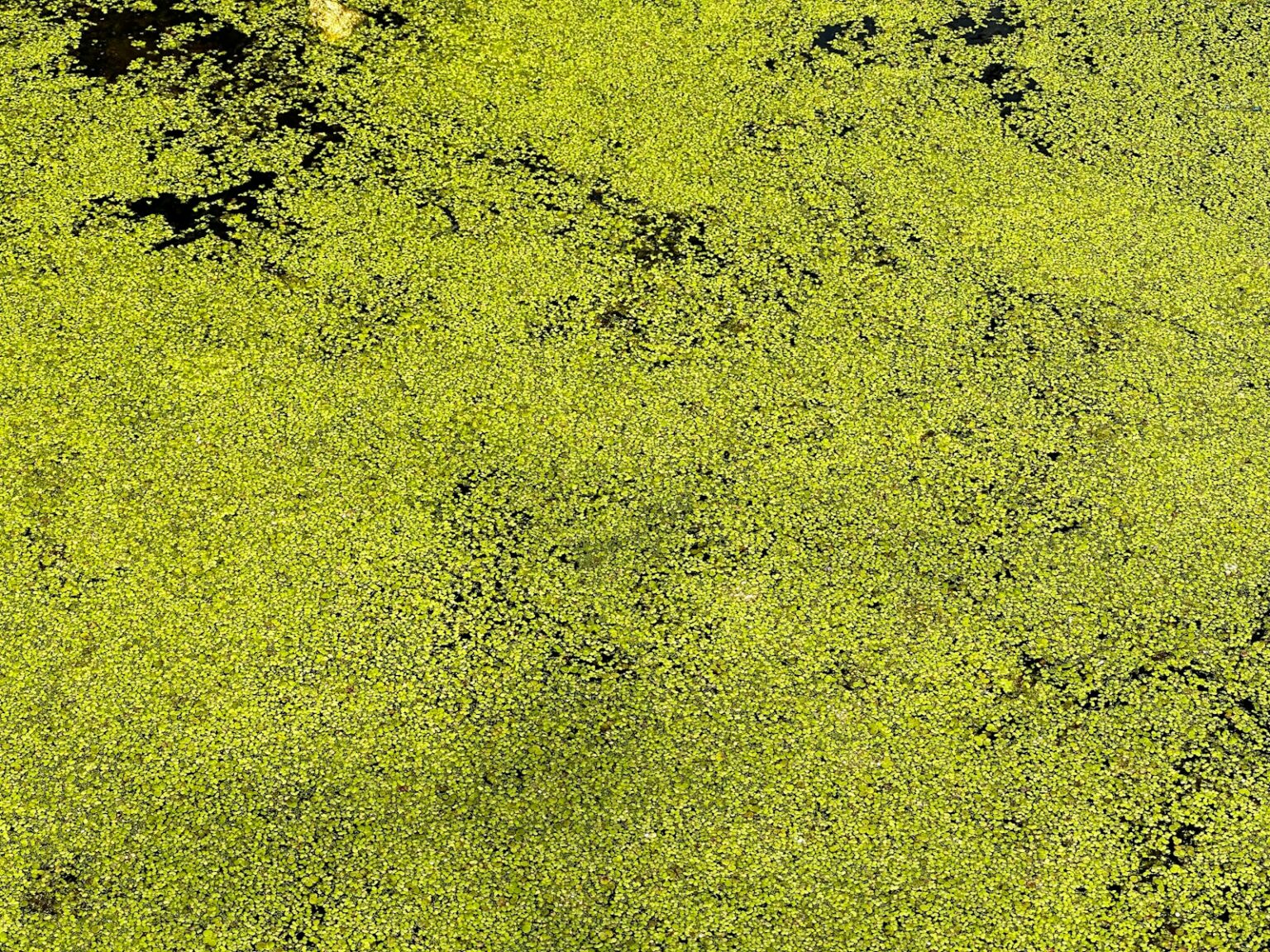 The Best Way to Remove Algae From Your Pool - 2H Rescreening